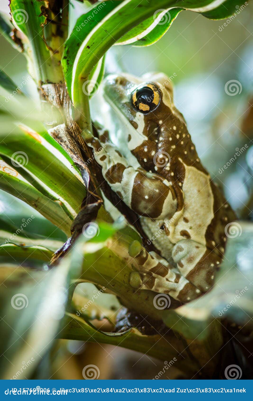 Frog in the nature stock photo. Image of esculentus - 157699006