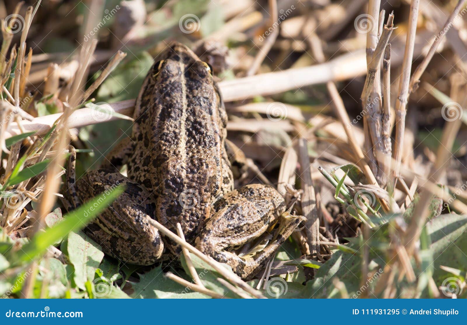 Frog on nature stock image. Image of amphibian, water - 111931295