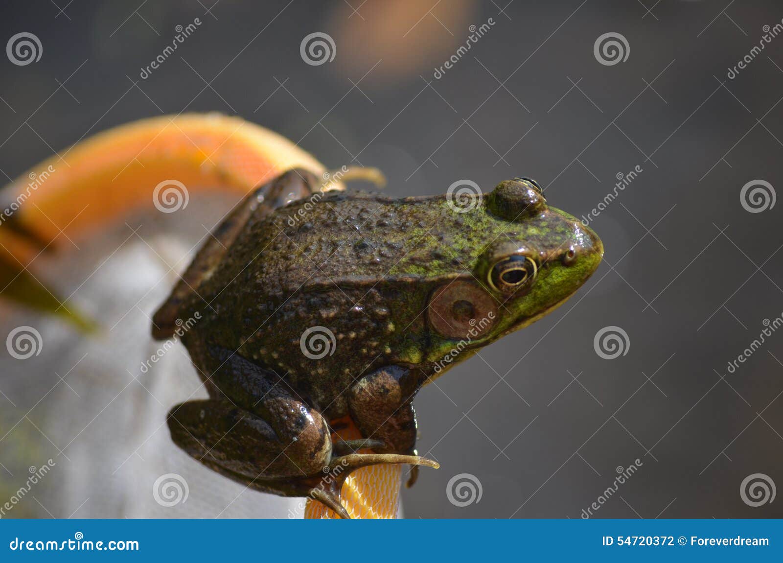 Frog on net stock photo. Image of frog, newyork, outdoors - 54720372