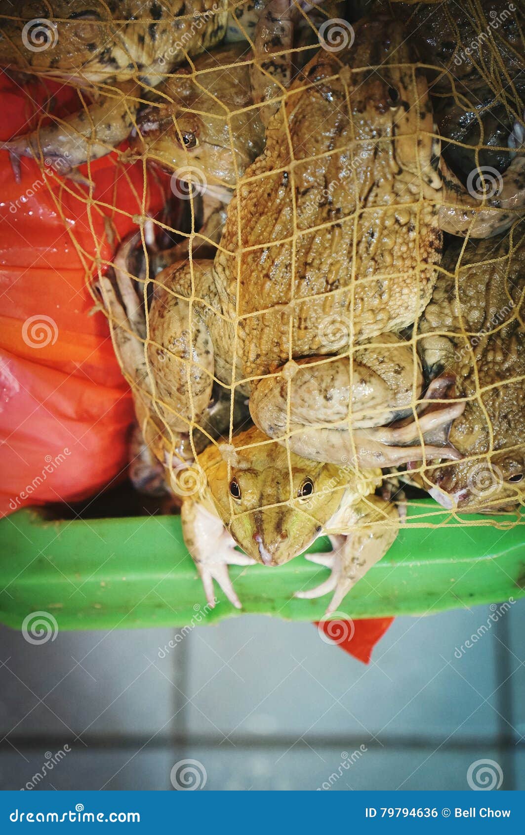 Frog in a net stock photo. Image of frogs, foodmarket - 79794636