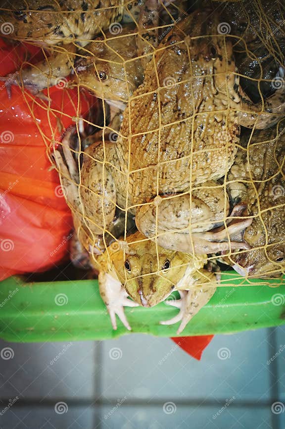 Frog in a net stock photo. Image of frogs, foodmarket - 79794636