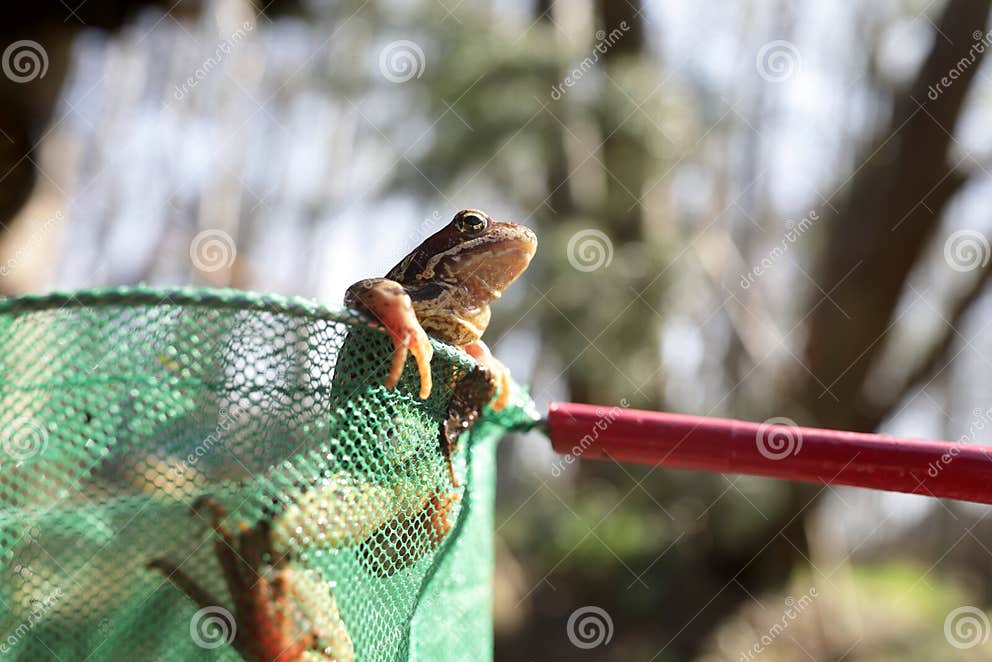 Frog in net stock photo. Image of captivity, discovery - 116358670