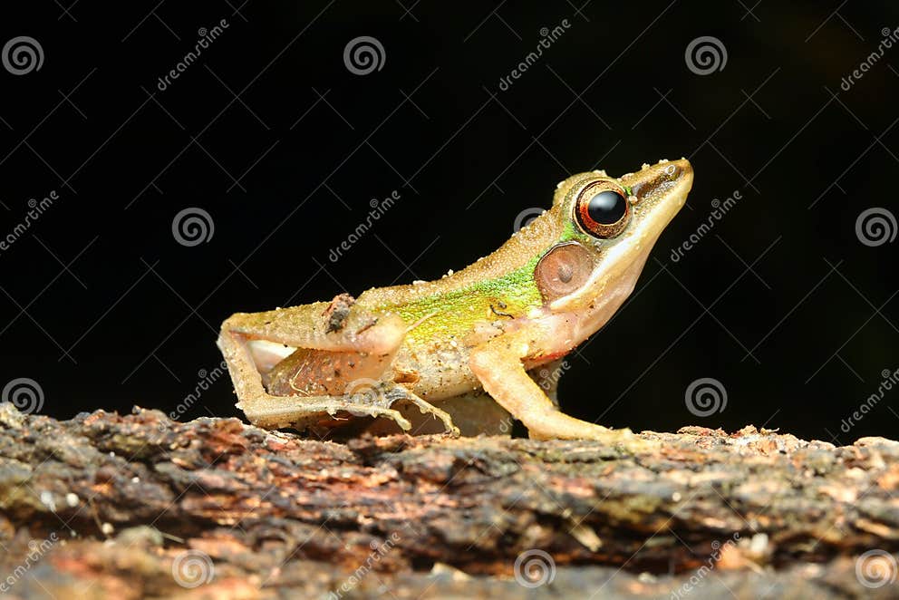 Frog at Night on the Bark Tree Stock Image - Image of frog, bark: 186778177