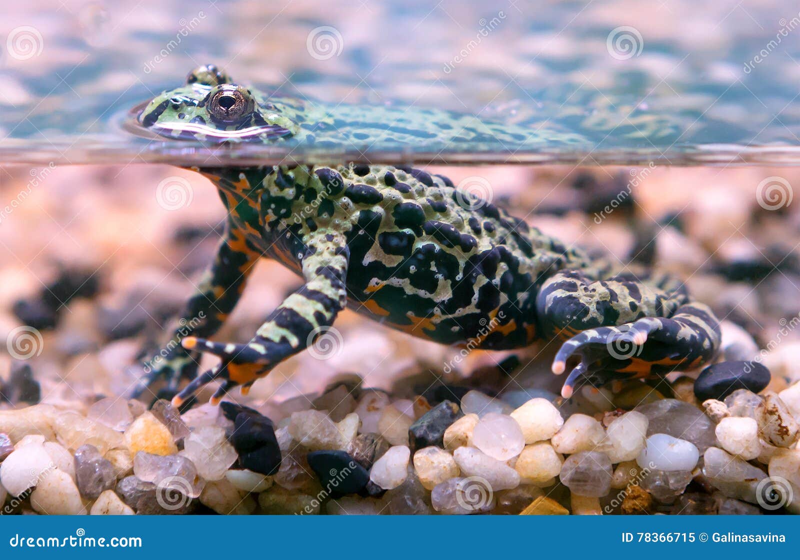 Frog with an orange belly. stock image. Image of spots - 78366715