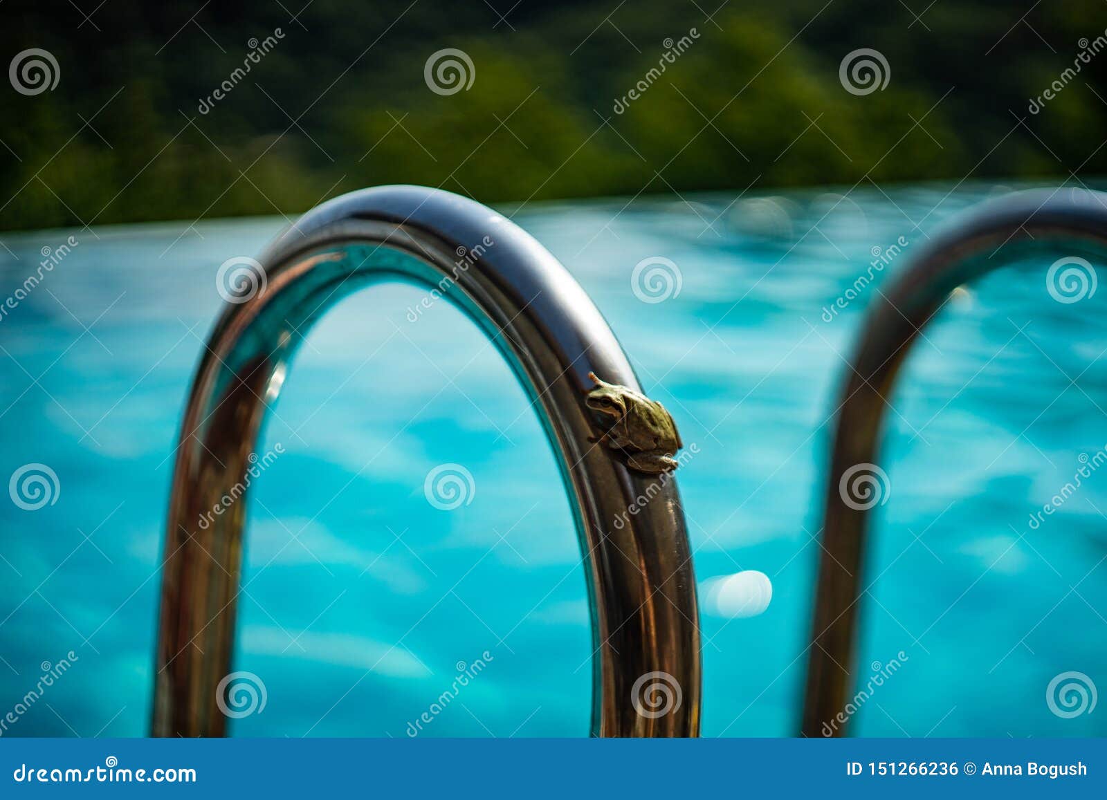 Frog in the outdoor pool stock photo. Image of beauty - 151266236
