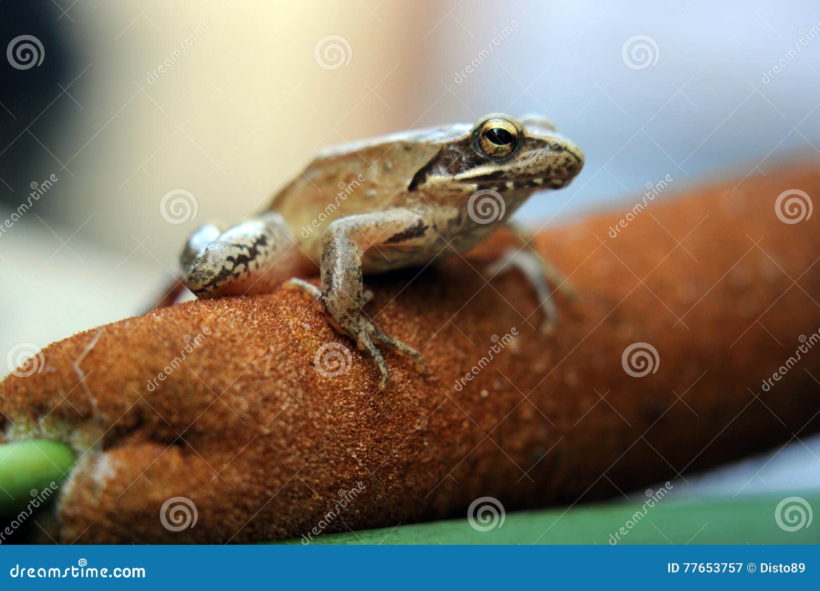 Frog over the cane stock image. Image of green, latifolia - 77653757