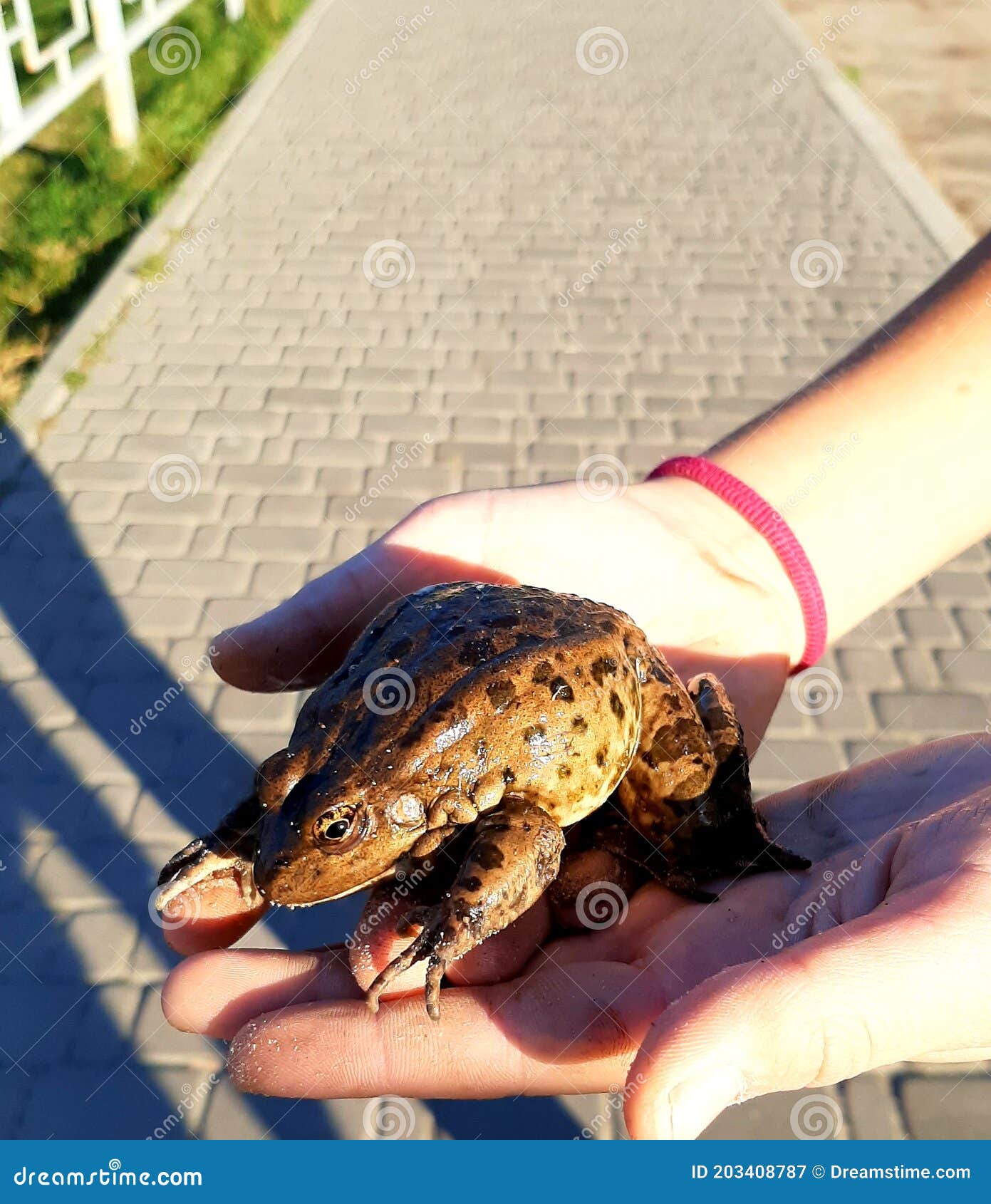 Frog In Hand Sculpture Royalty-Free Stock Image | CartoonDealer.com ...