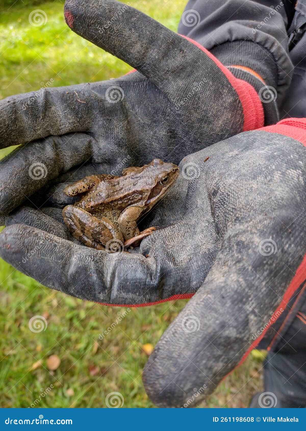 A Frog in the Palm of Your Hand Stock Photo - Image of frog, hand ...