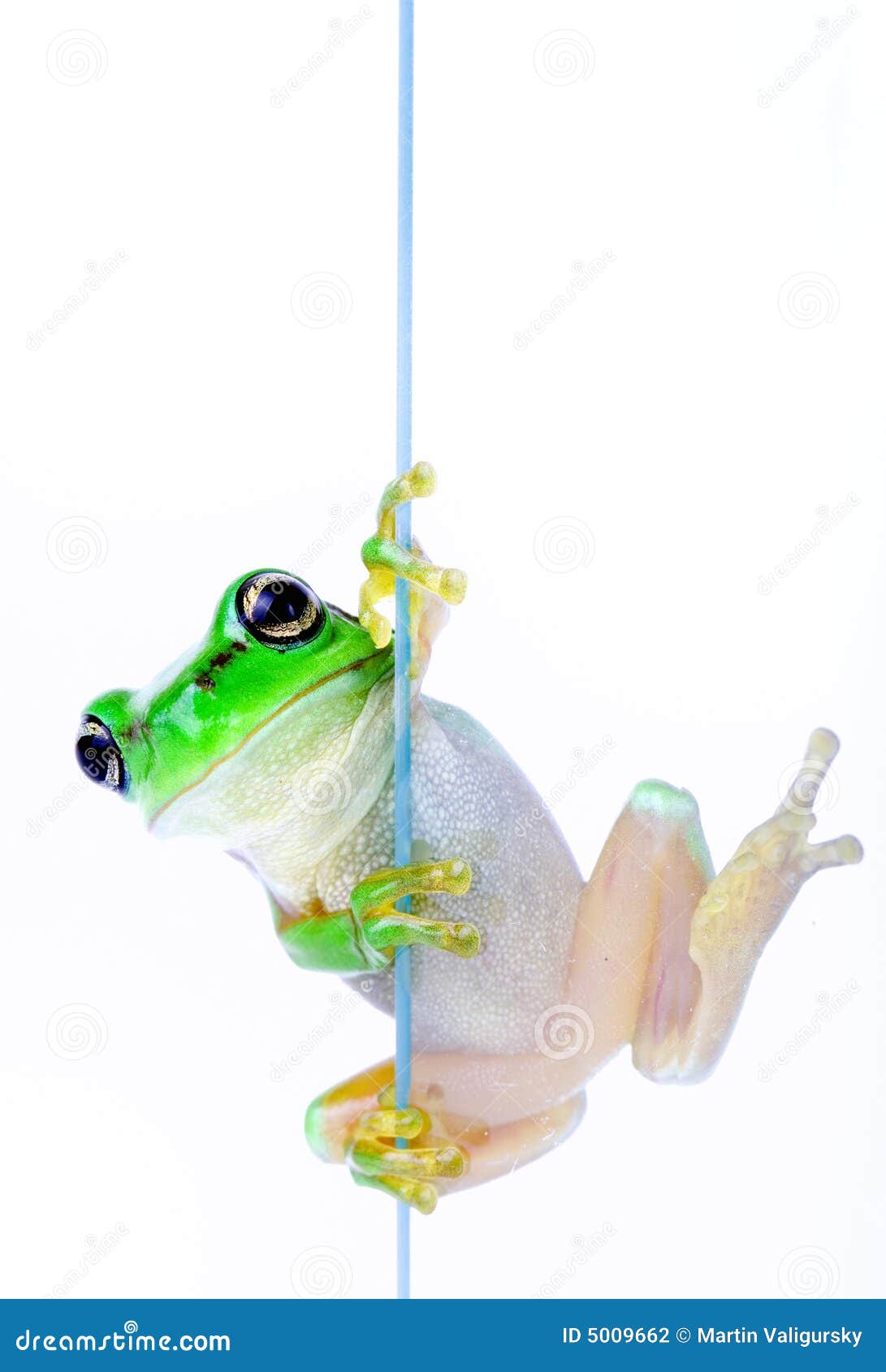 Frog Peeking Out from Behind Glass Stock Photo - Image of small ...