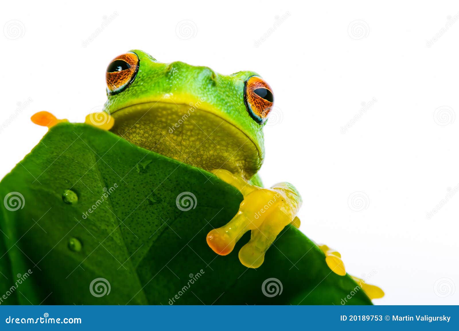 Frog Peeking Out from Behind the Leaf Stock Image - Image of cute ...
