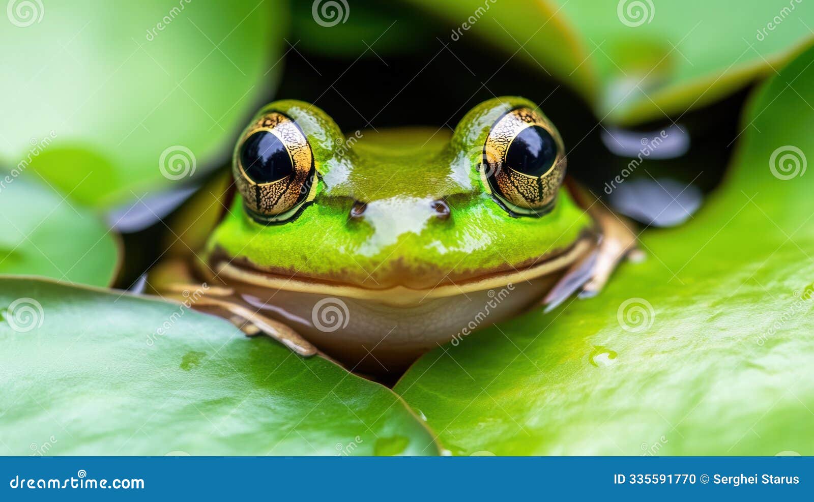 A Frog Peeking Out from Behind a Leaf in the Water, AI Stock Photo ...