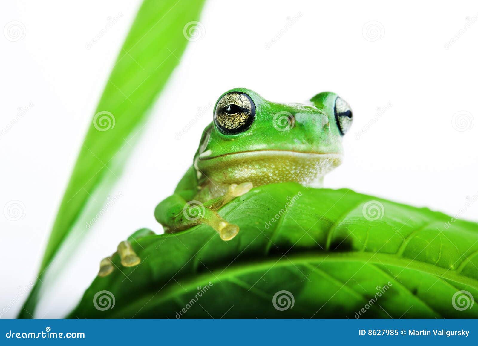 Frog Peeking Out from Behind the Leaves Stock Image - Image of peeking ...