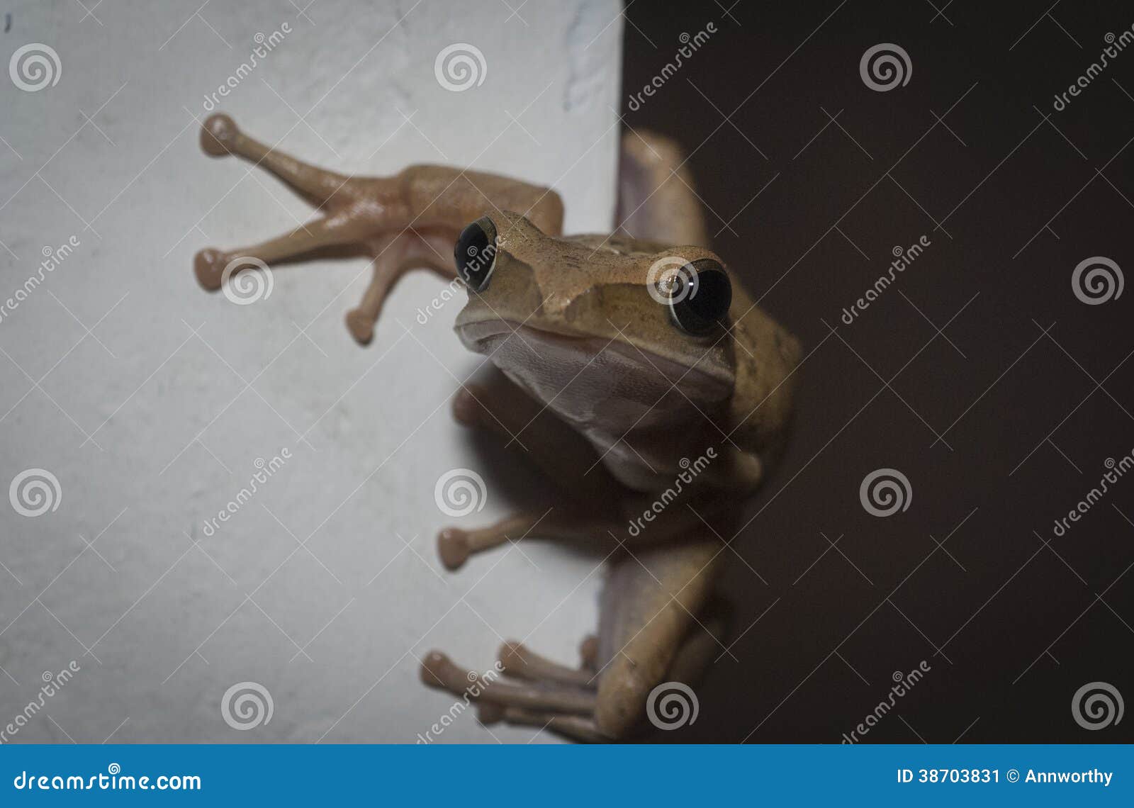 Frog Peeking Out from Corner Stock Image - Image of reptile ...