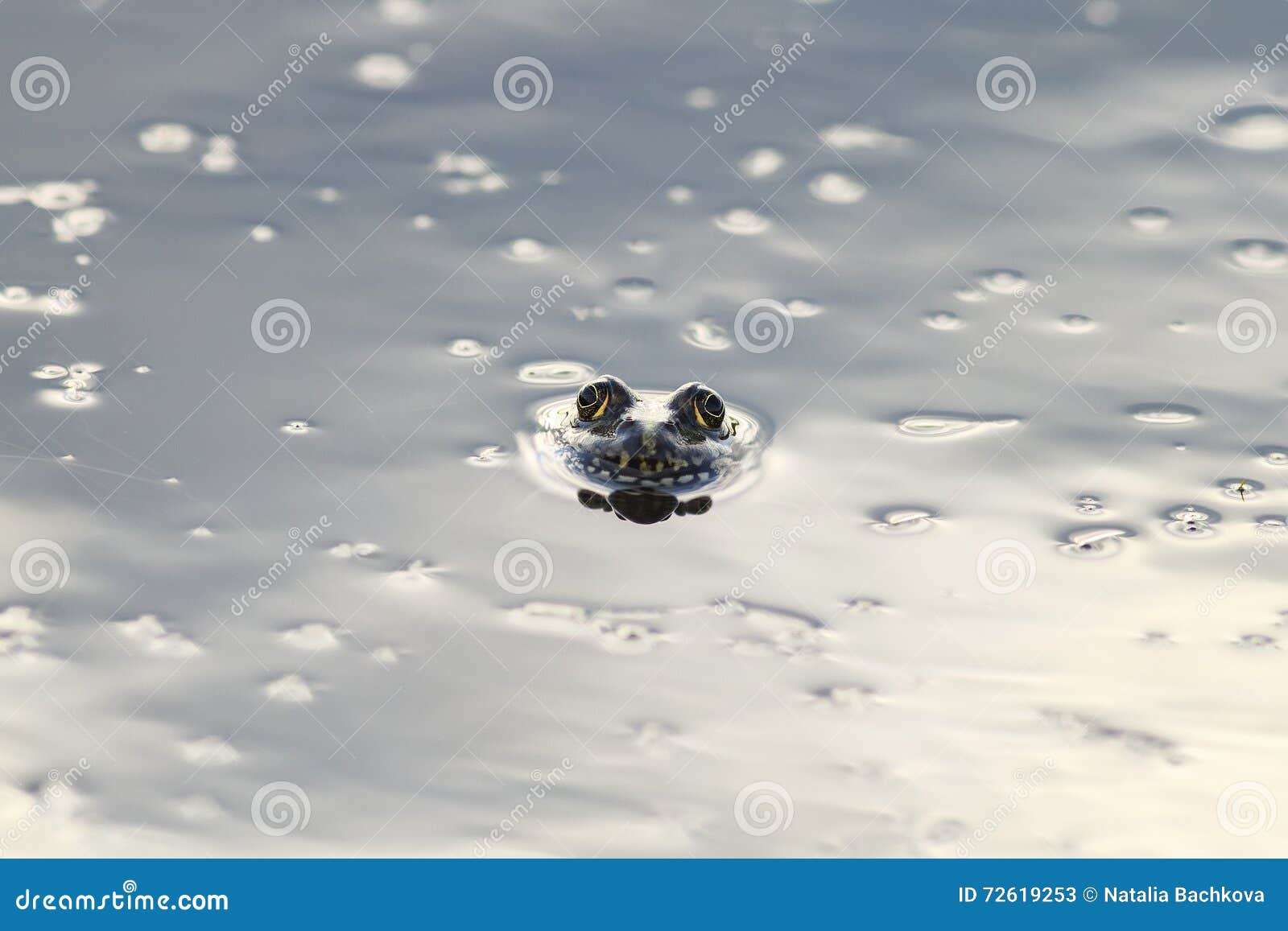 Frog Peeking Out from Under the Shiny Water Stock Image - Image of ...