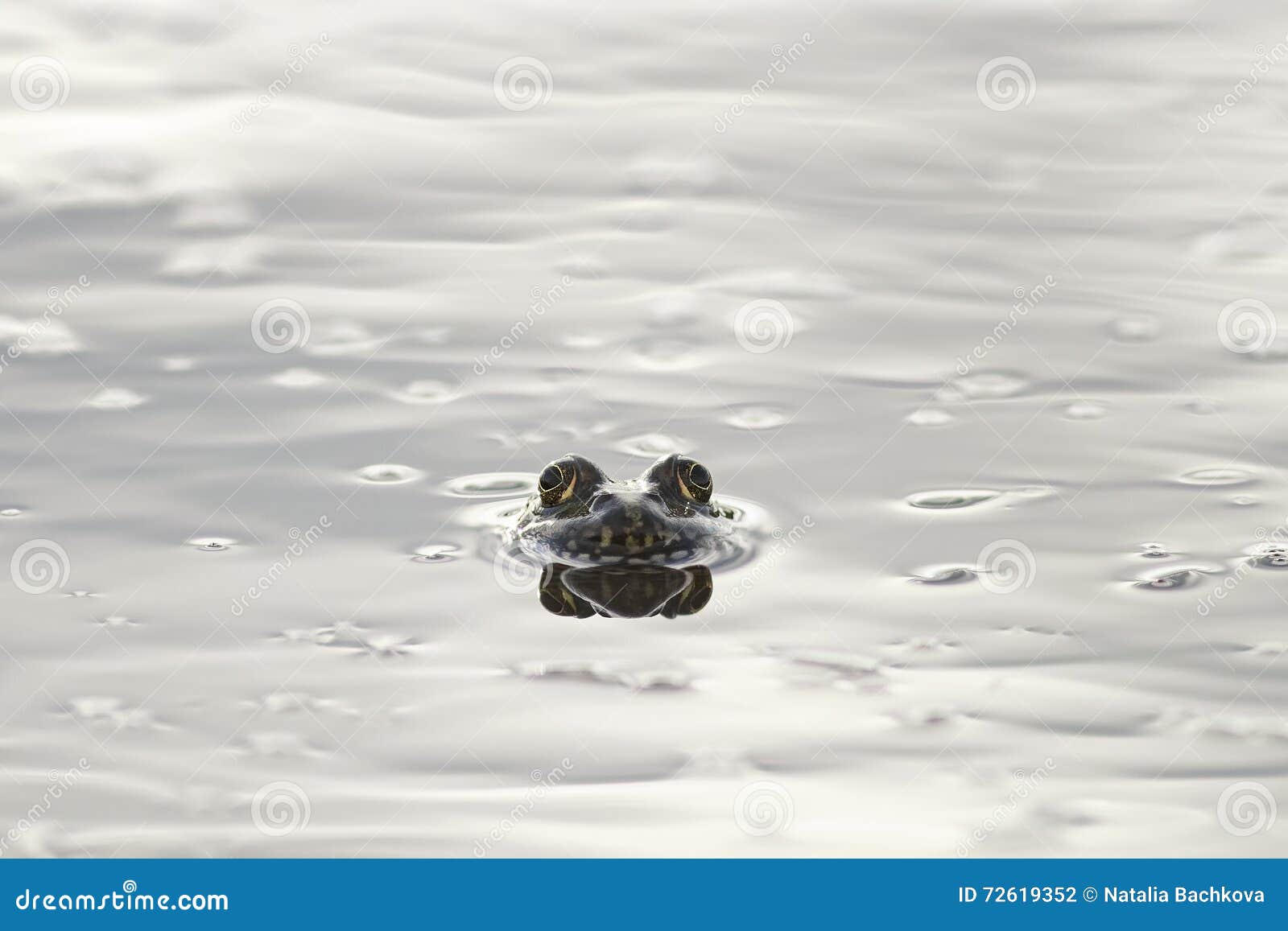 Frog Peeking Out from Under the Shiny Water Stock Photo - Image of ...