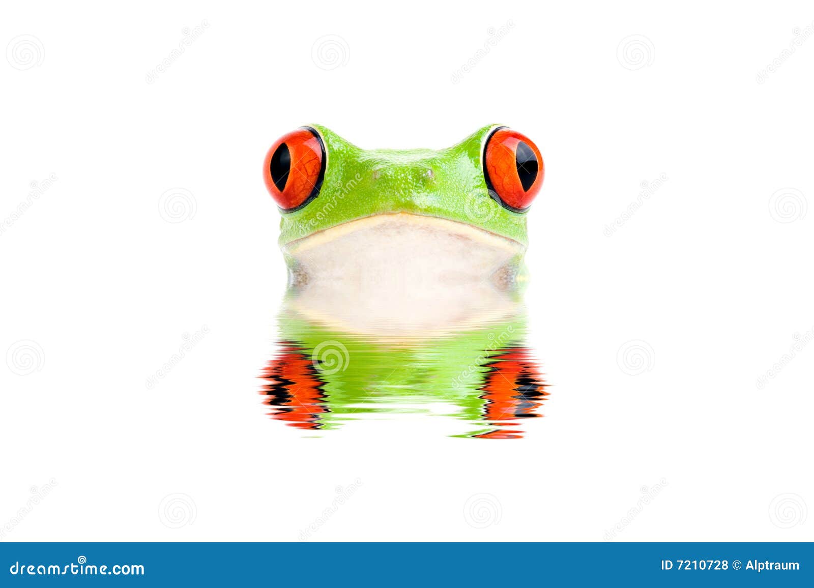 Frog Peeking Out of Water Isolated Stock Photo - Image of green, tree ...