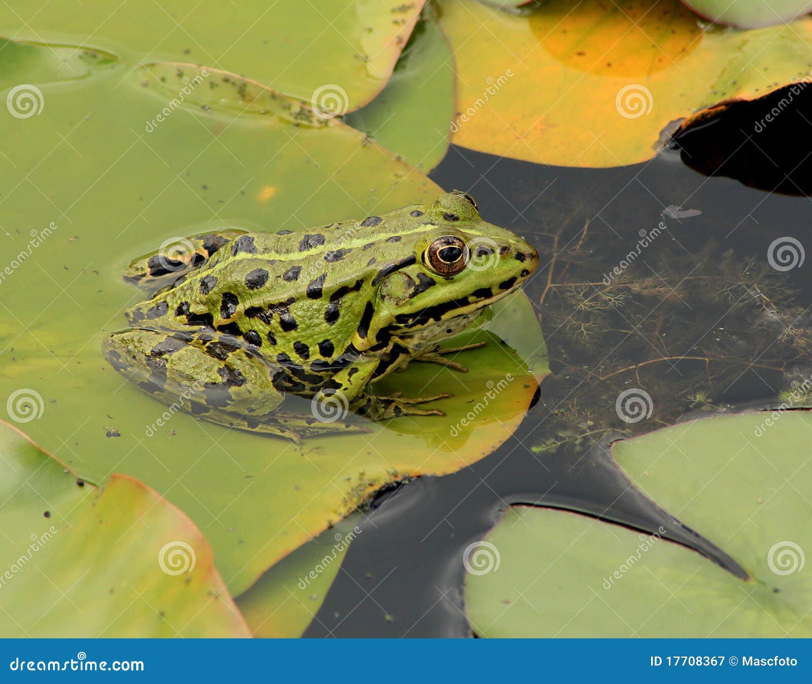 Frog - Pelophylax stock image. Image of regulatory, animals - 17708367