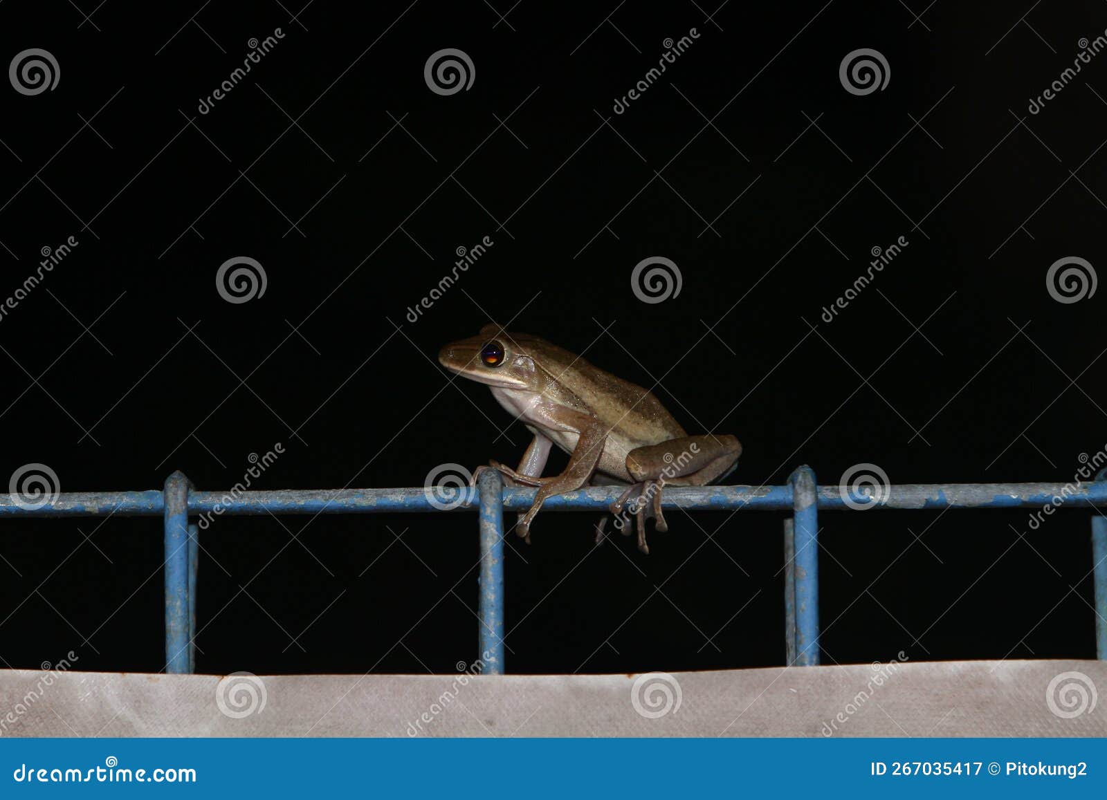 A Frog Perched on an Iron Fence Stock Image - Image of turtle, hand ...