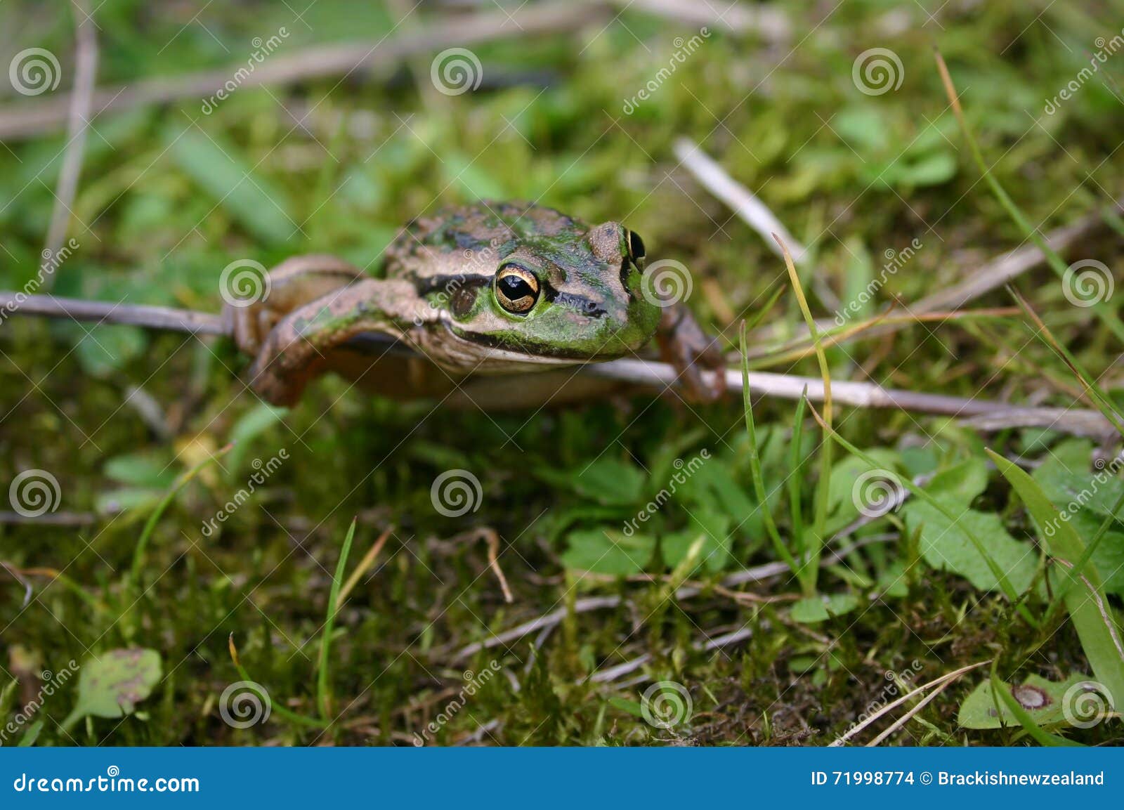 Southern Bell Frog stock photo. Image of water, marsh - 71998774