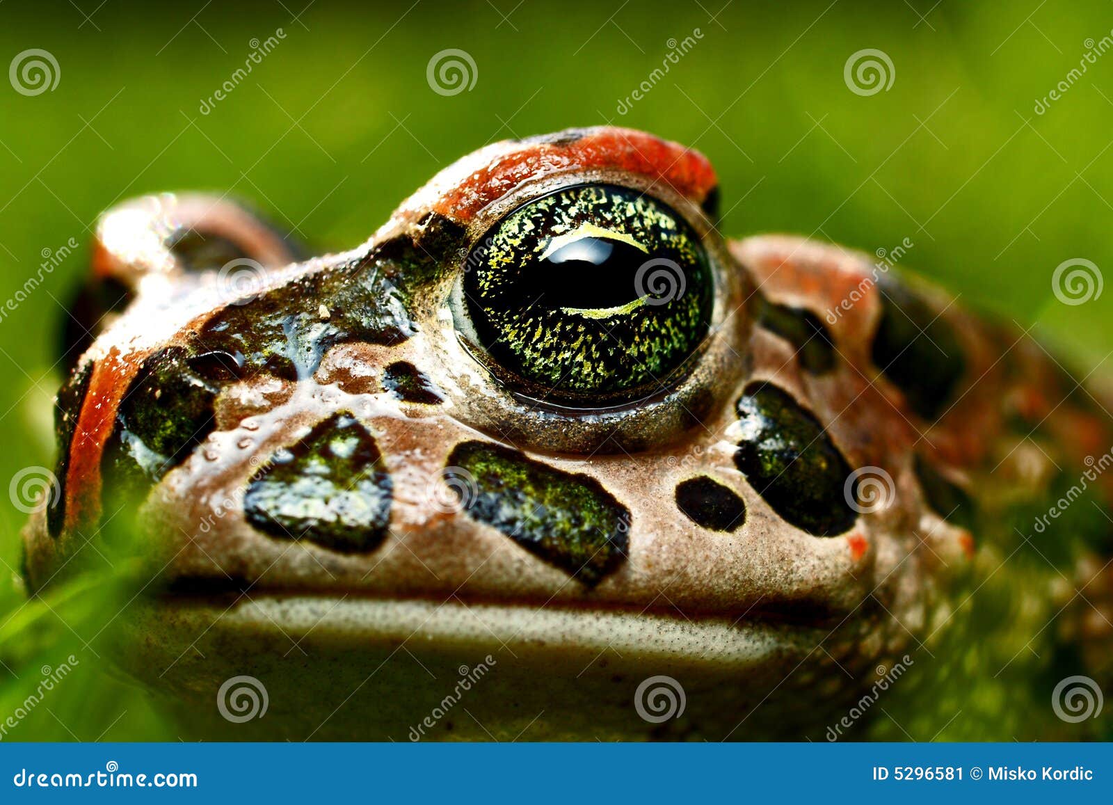 Frog Perspective stock image. Image of nature, frog, macro - 5296581