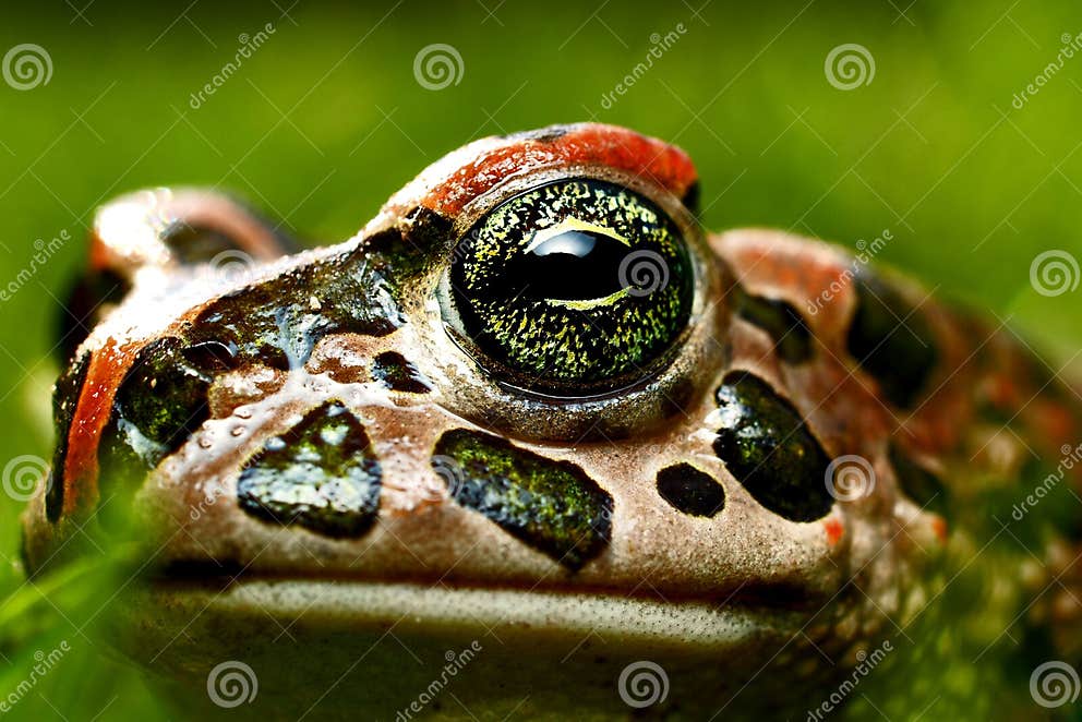 Frog Perspective stock image. Image of nature, frog, macro - 5296581
