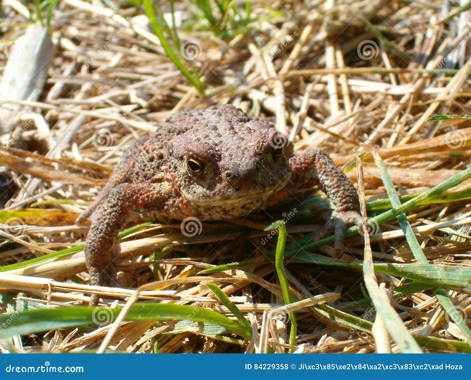 Frog stock photo. Image of common, ropucha, skokan, sedashy - 84229358