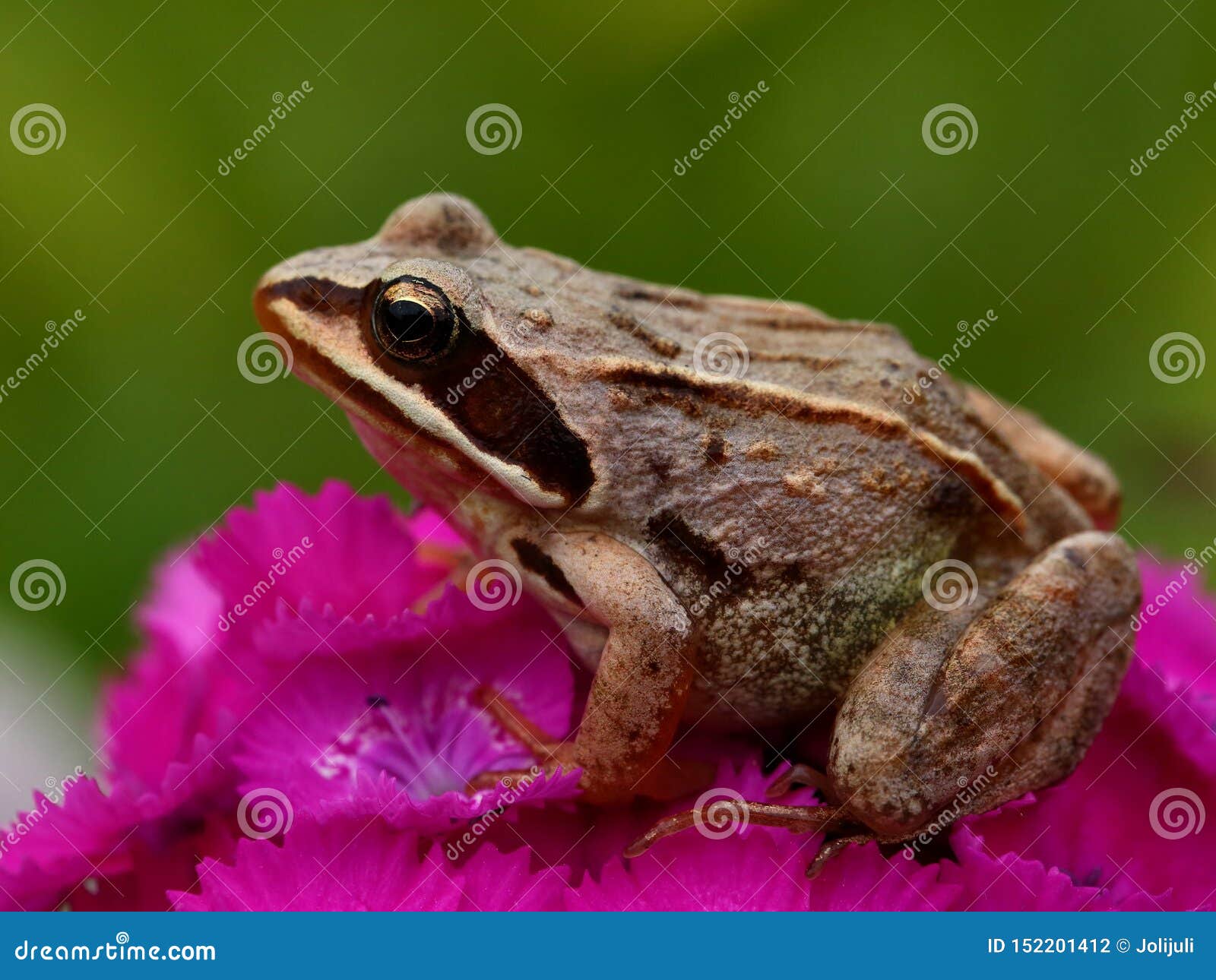 Frog on pink flower stock photo. Image of flowers, posing - 152201412