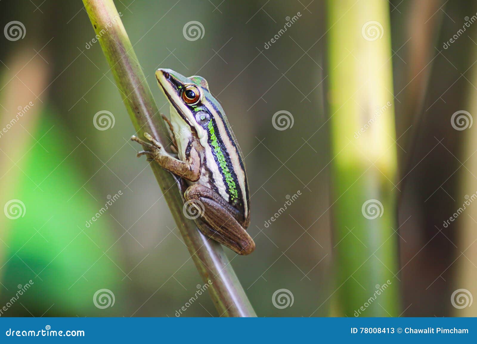 Frog stock image. Image of animals, froggreen, moist - 78008413