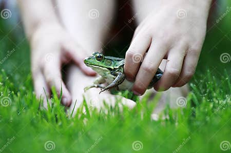 Frog Play stock photo. Image of nature, green, childhood - 2516120