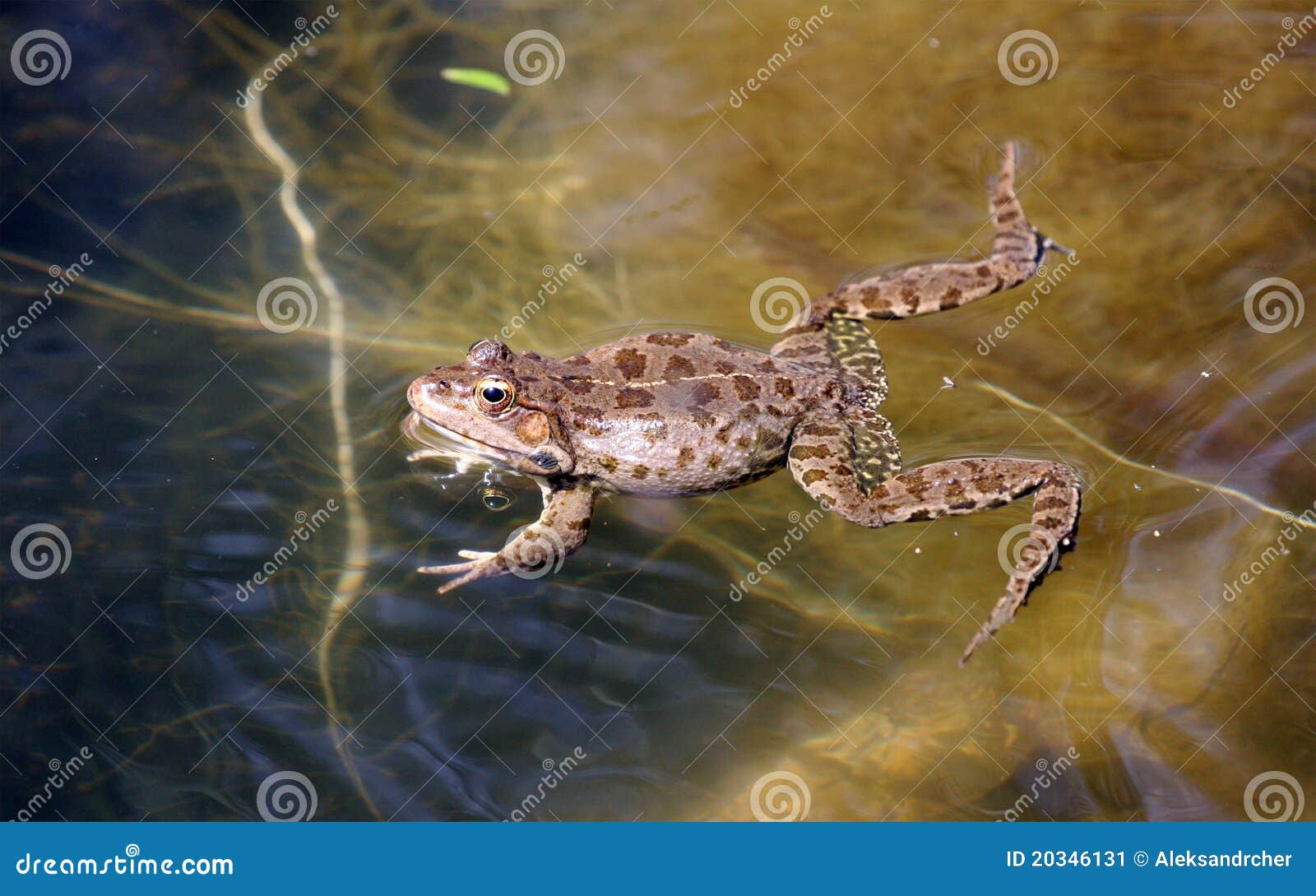 Frog in pond stock image. Image of water, frog, swamp - 20346131