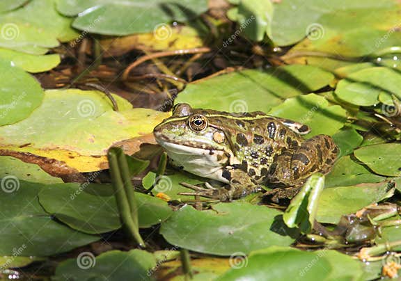 Frog in the pond stock image. Image of amphibian, plant - 28454349