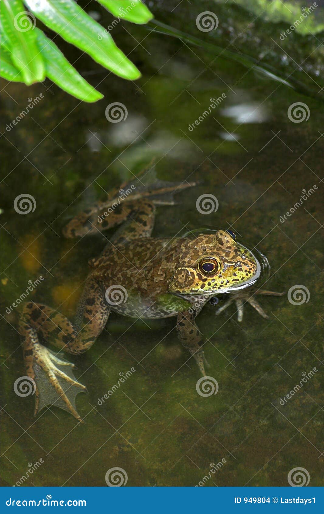 Frog in Pond stock photo. Image of closeup, water, animal - 949804