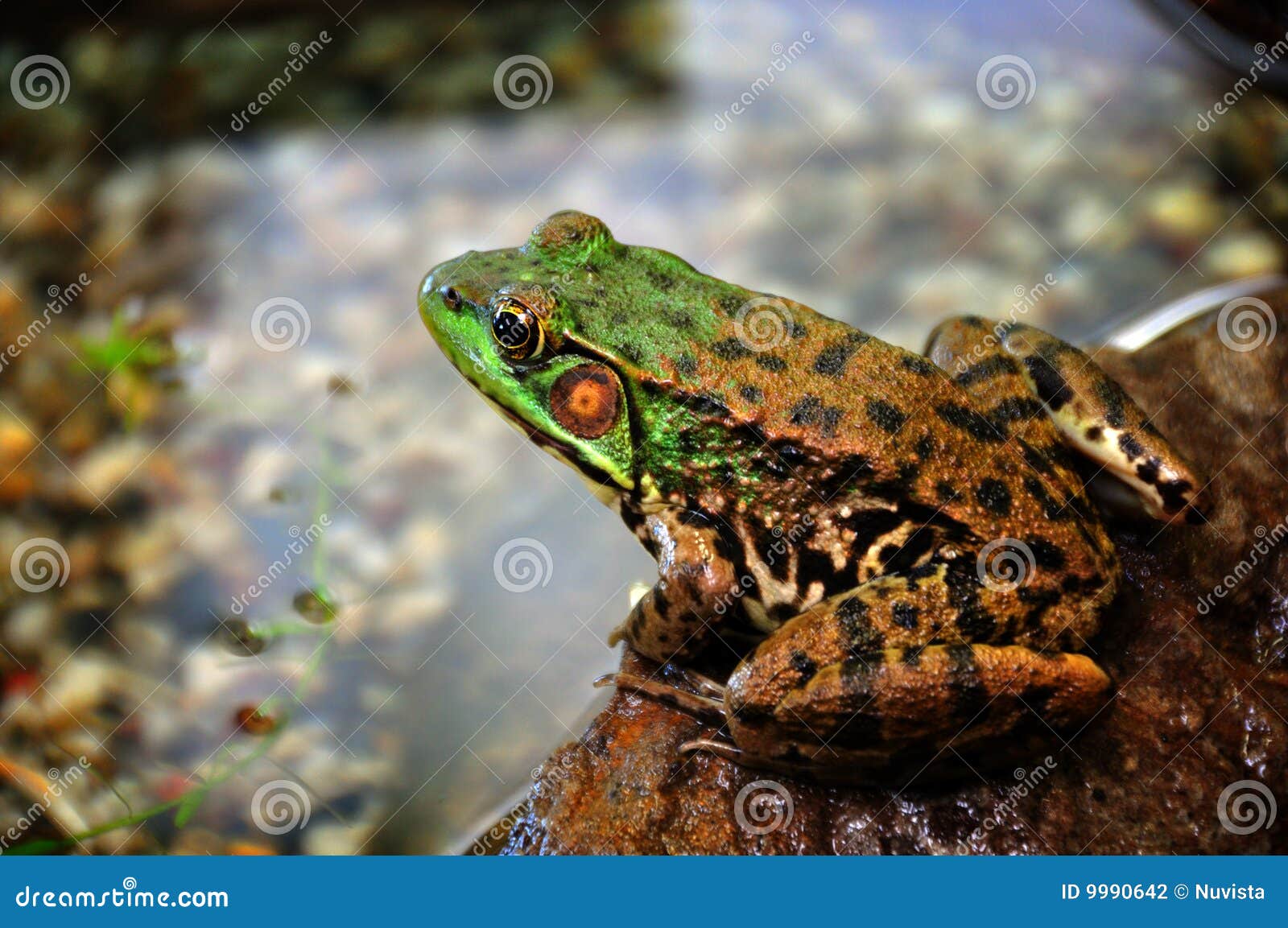 Frog at the pond stock photo. Image of pond, amphibians - 9990642