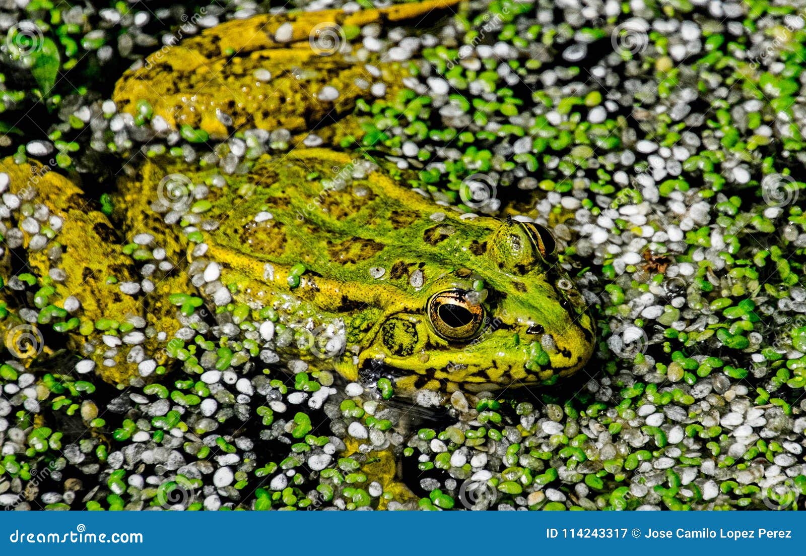 Frog in the pond stock image. Image of wild, frog, surrounded - 114243317