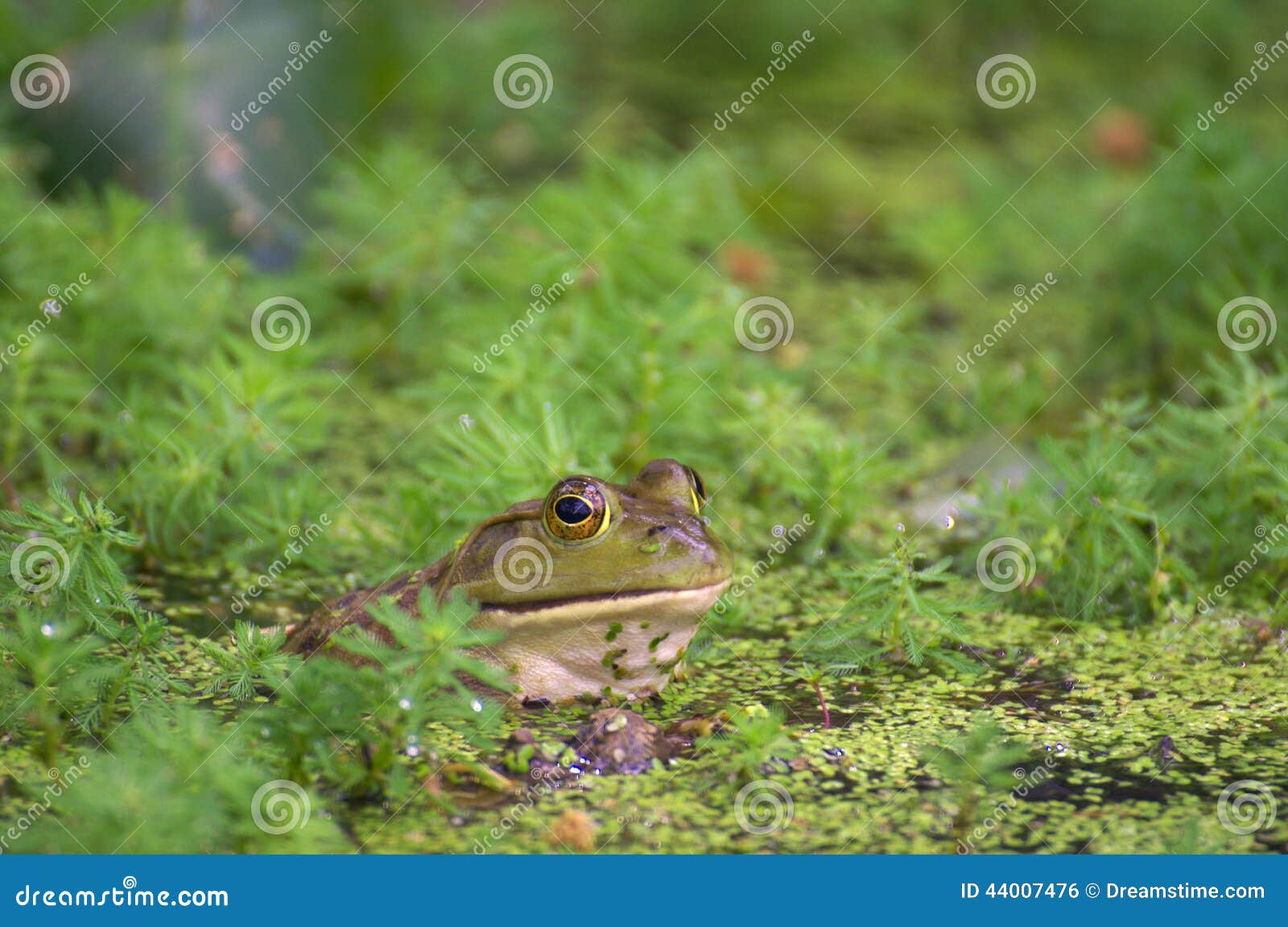 Frog in a pond stock photo. Image of waiting, frog, sits - 44007476
