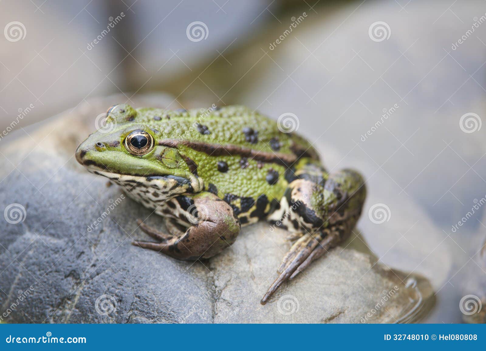 Frog in Pond, Green Pond Frog - Rana Esculenta - Sitting on Stone Stock ...