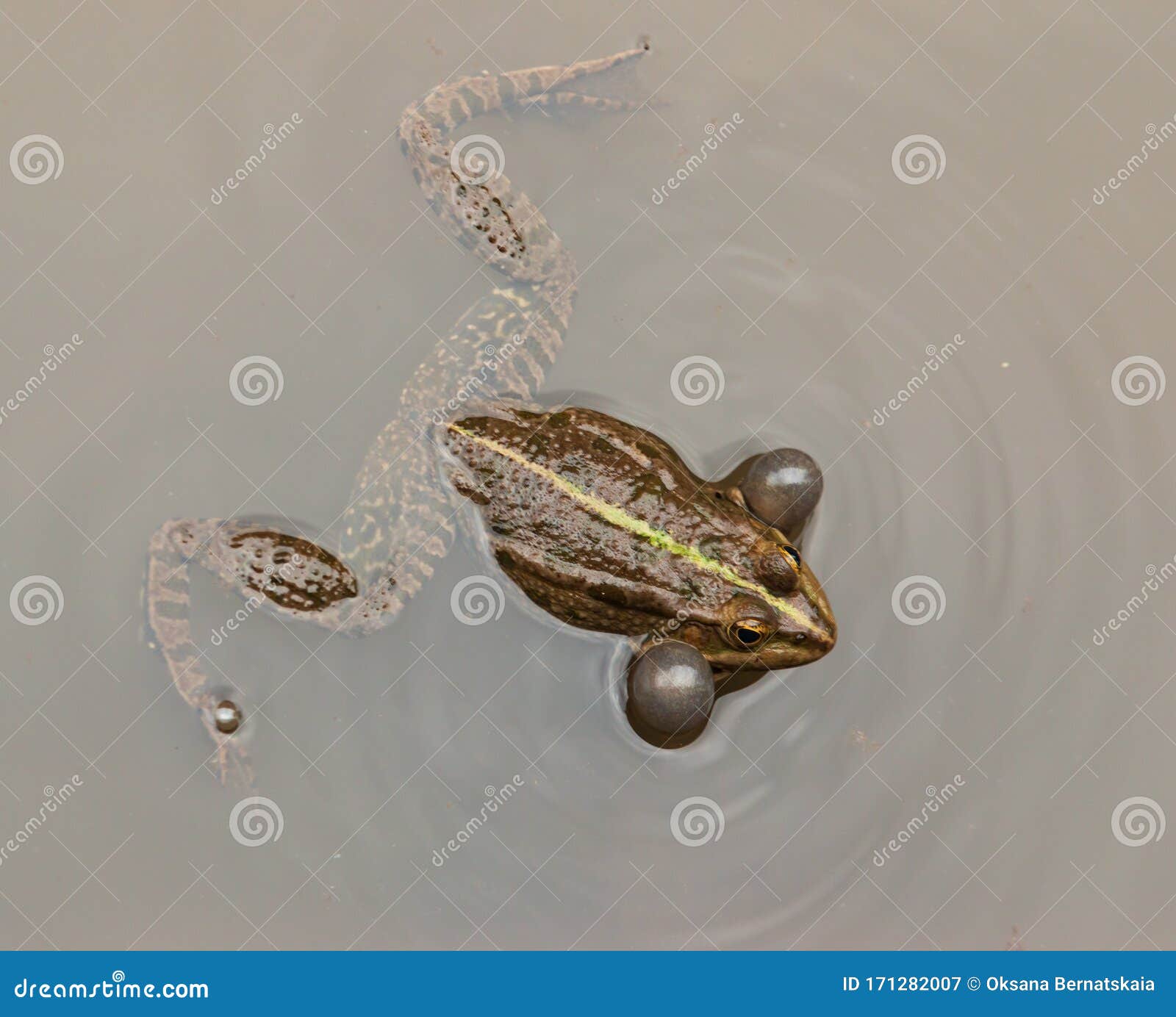 Frog in a Pond with Swollen Cheeks Stock Image - Image of cheeks ...