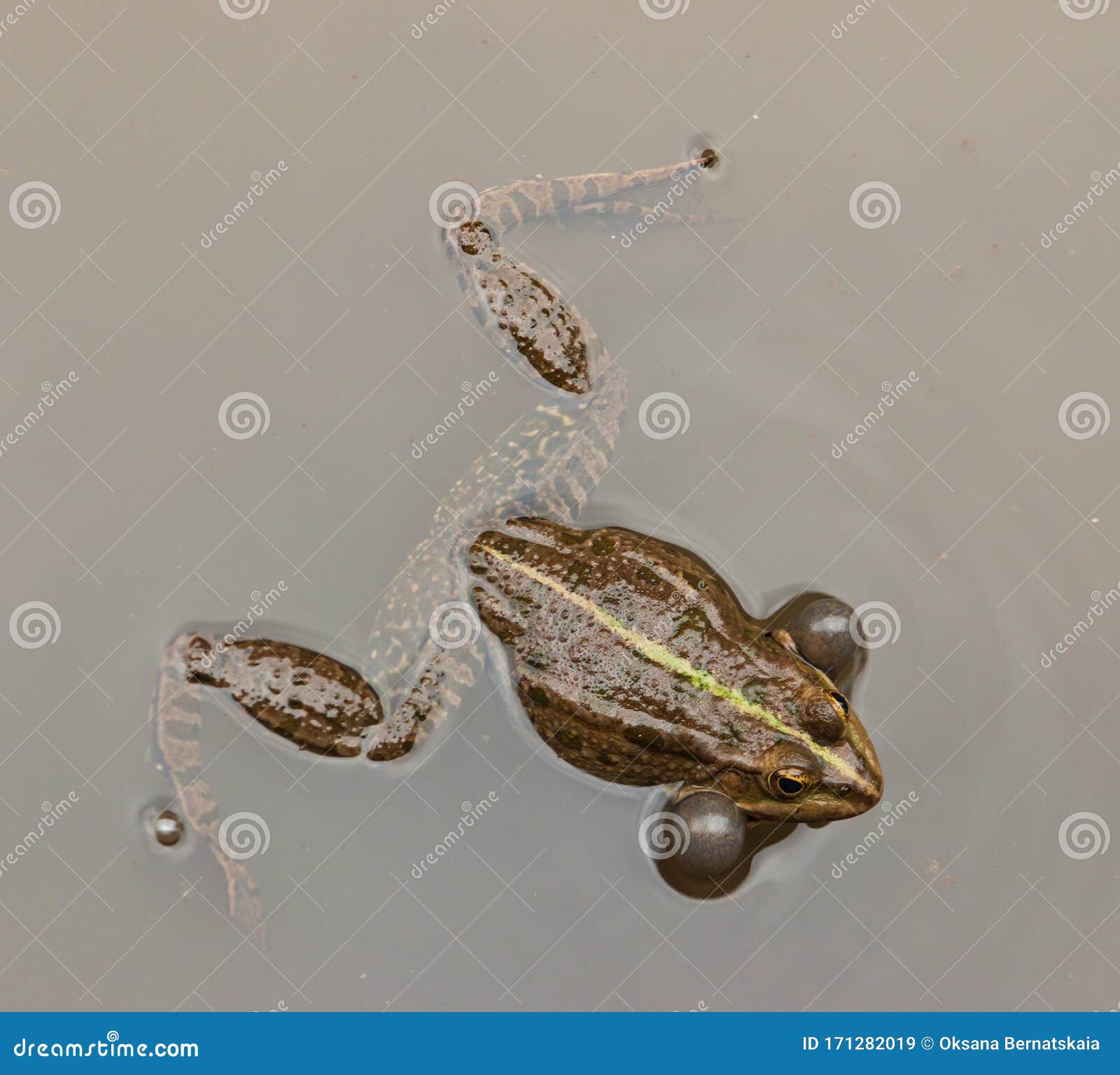 Frog With Swollen Cheeks Stock Photography | CartoonDealer.com #193204244