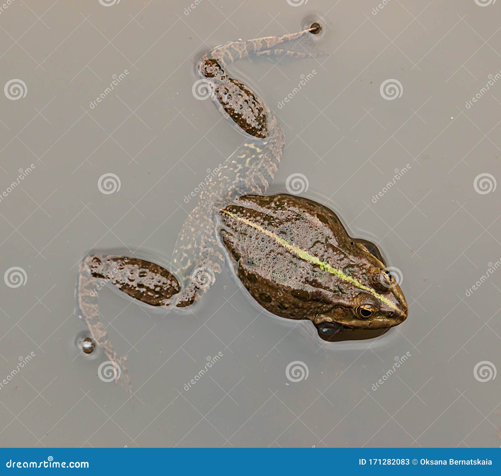 Frog With Swollen Cheeks Stock Photography | CartoonDealer.com #193204244