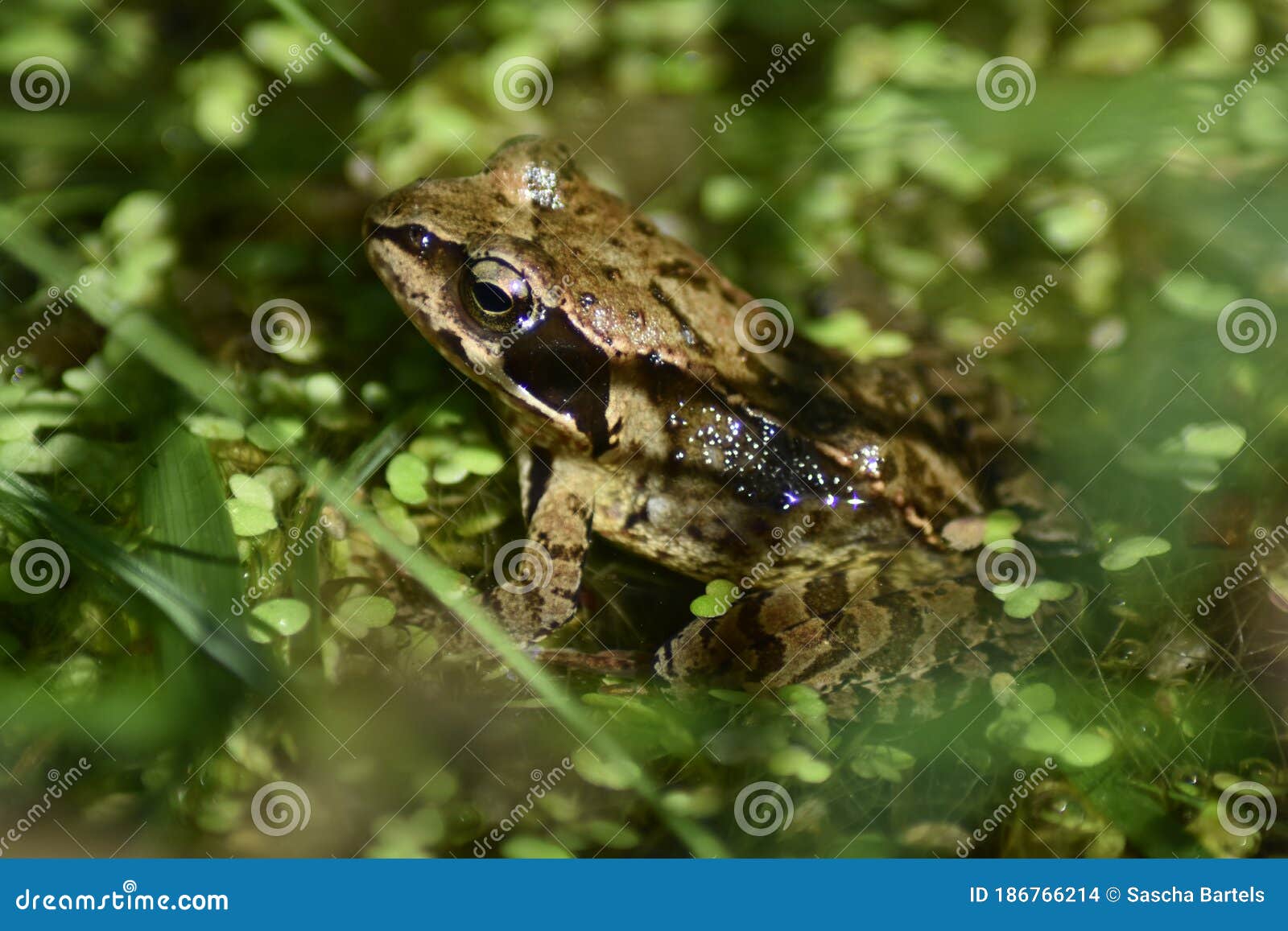 A frog in a pont stock photo. Image of animal, amphibian - 186766214
