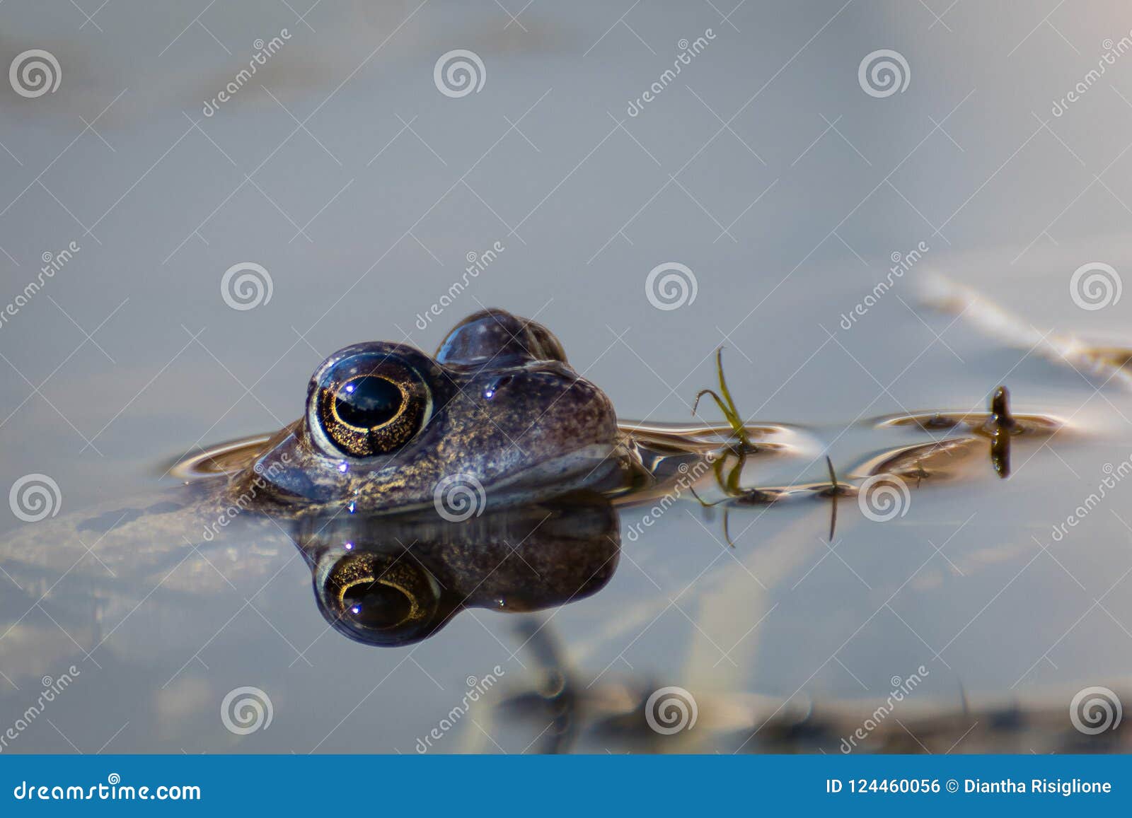 A frog in a pool stock photo. Image of animal, reflection - 124460056
