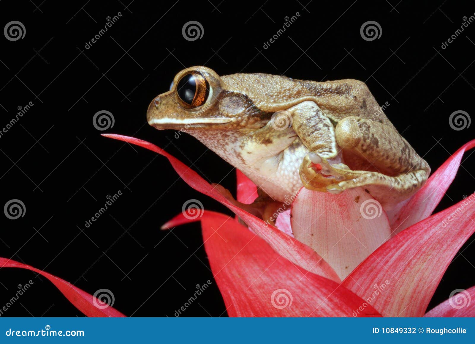 Frog Portrait stock photo. Image of frog, background - 10849332