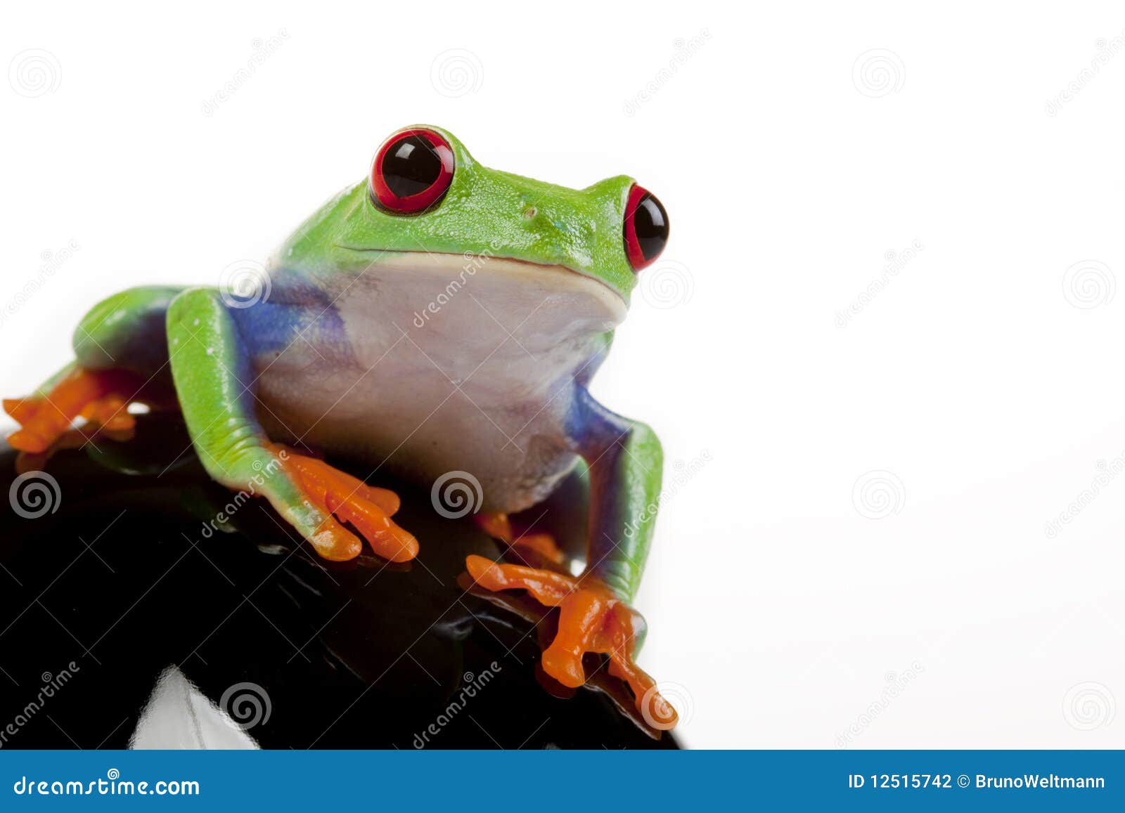 Frog Portrait stock photo. Image of bulging, eyed, close - 12515742