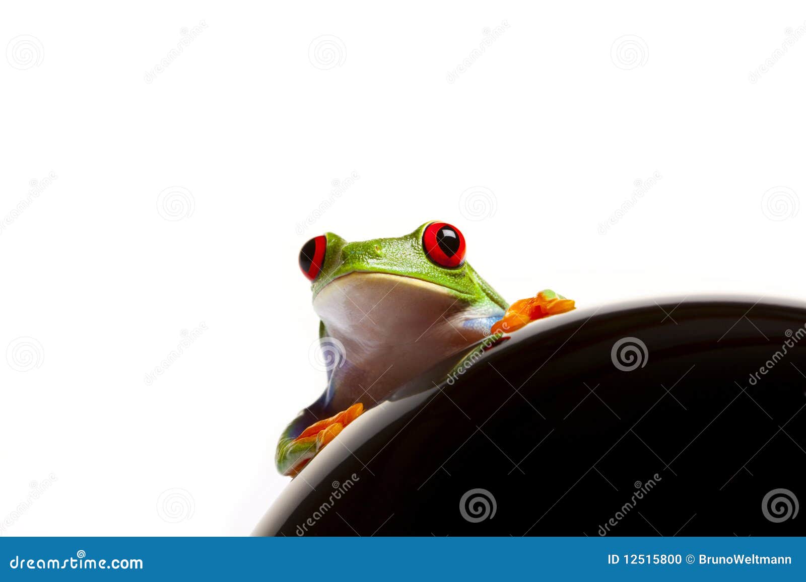 Frog Portrait stock photo. Image of animals, agalychnis - 12515800