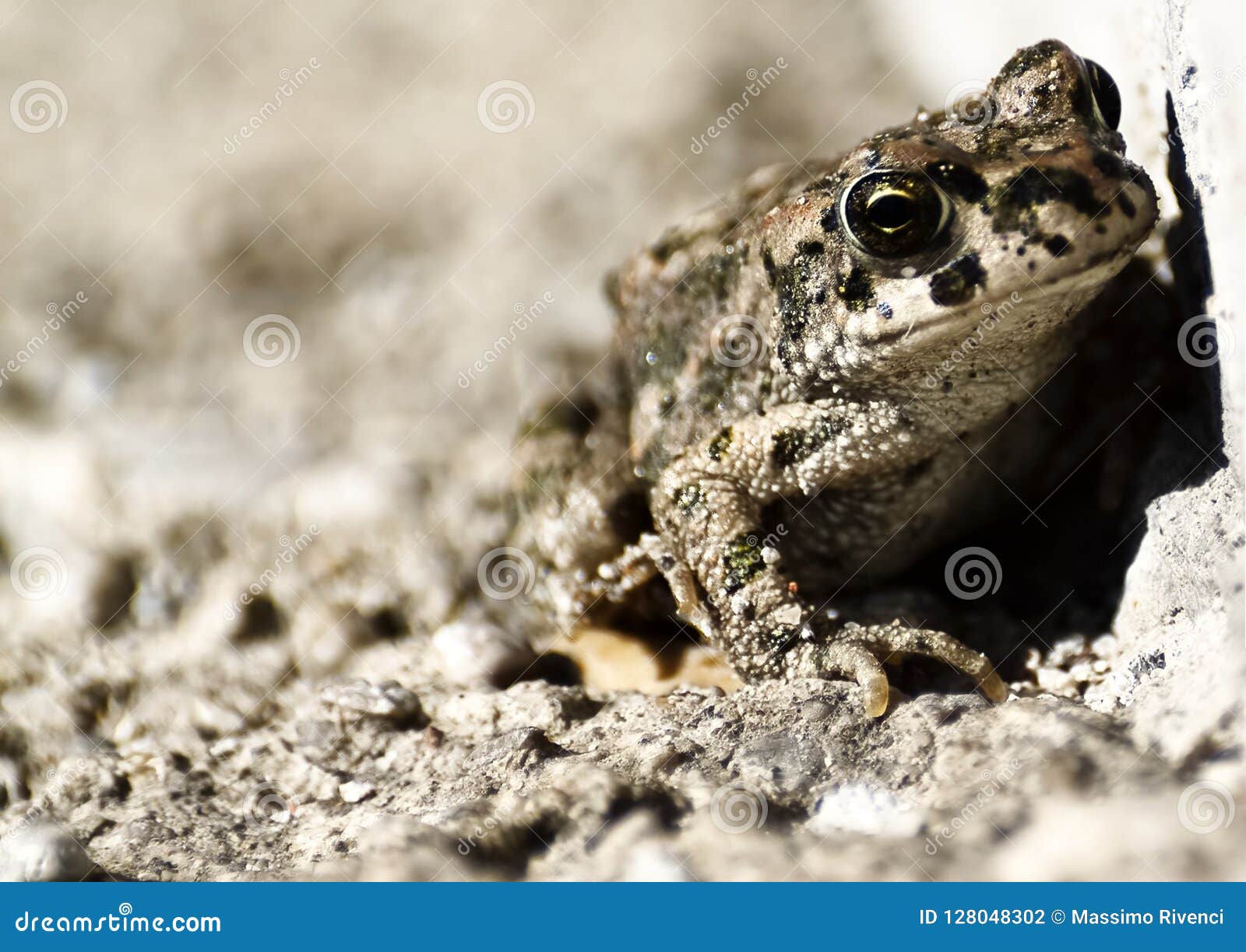 Little sad and shy frog stock photo. Image of little - 128048302