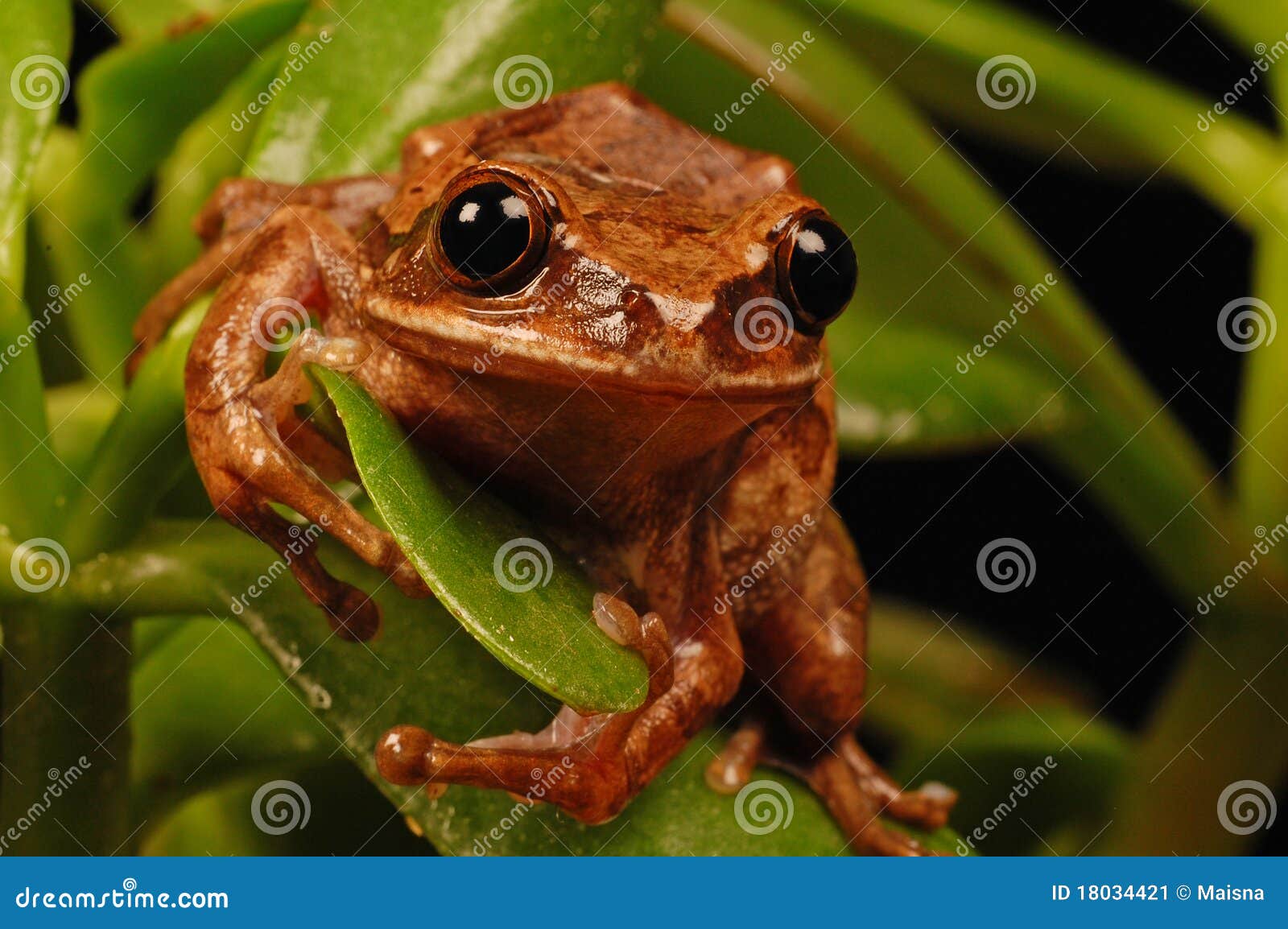 Frog portrait stock image. Image of fauna, eyes, close - 18034421