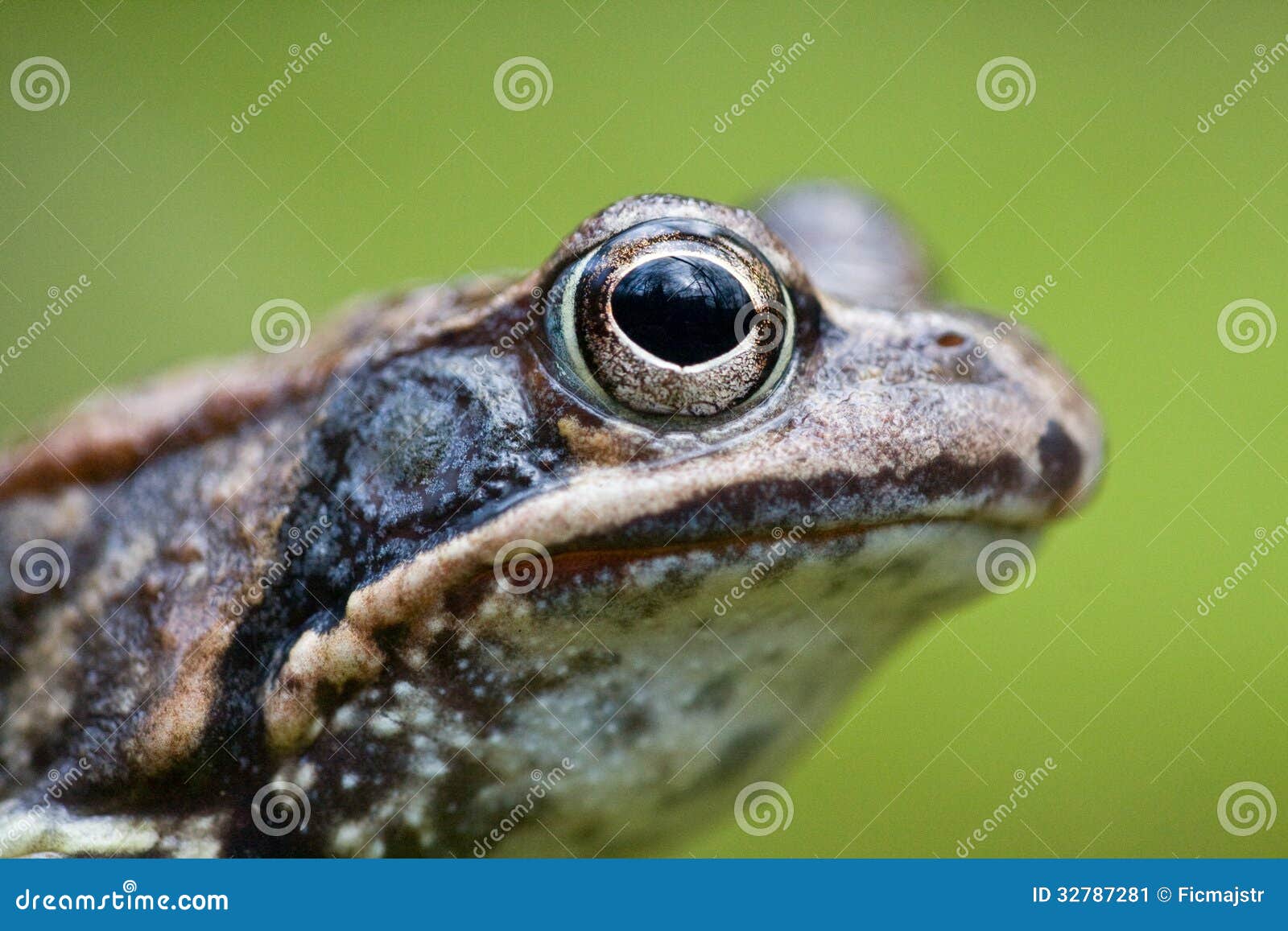 Frog portrait stock image. Image of lake, closeup, horizontal - 32787281