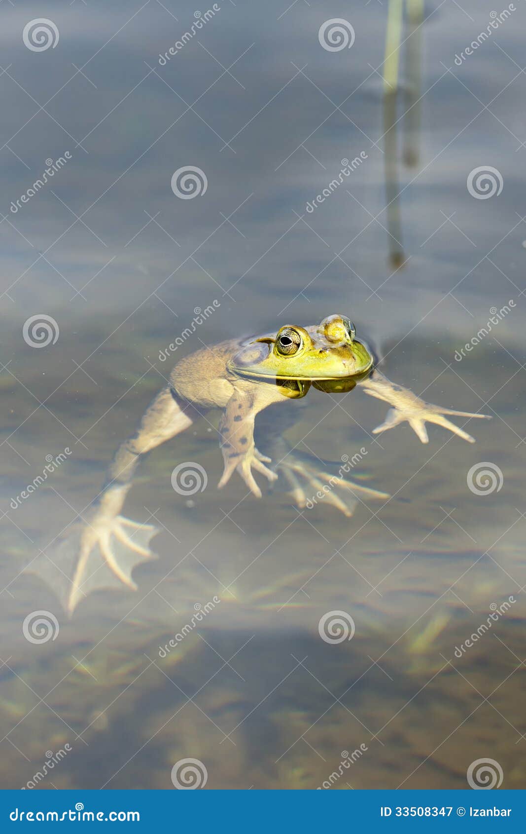 Frog Portrait while Looking at You Stock Image - Image of looking ...