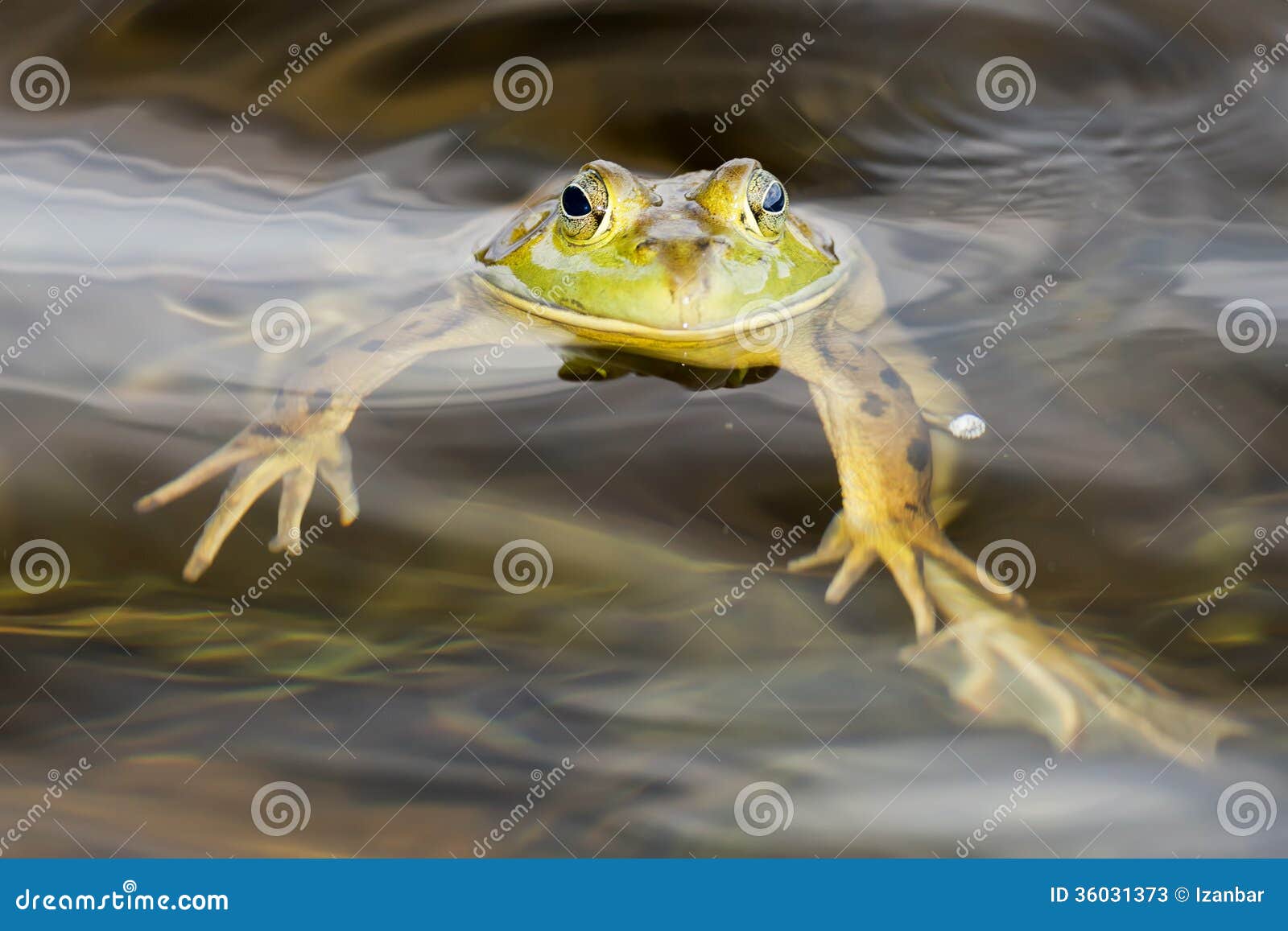Frog Portrait while Looking at You Stock Image - Image of life, blow ...