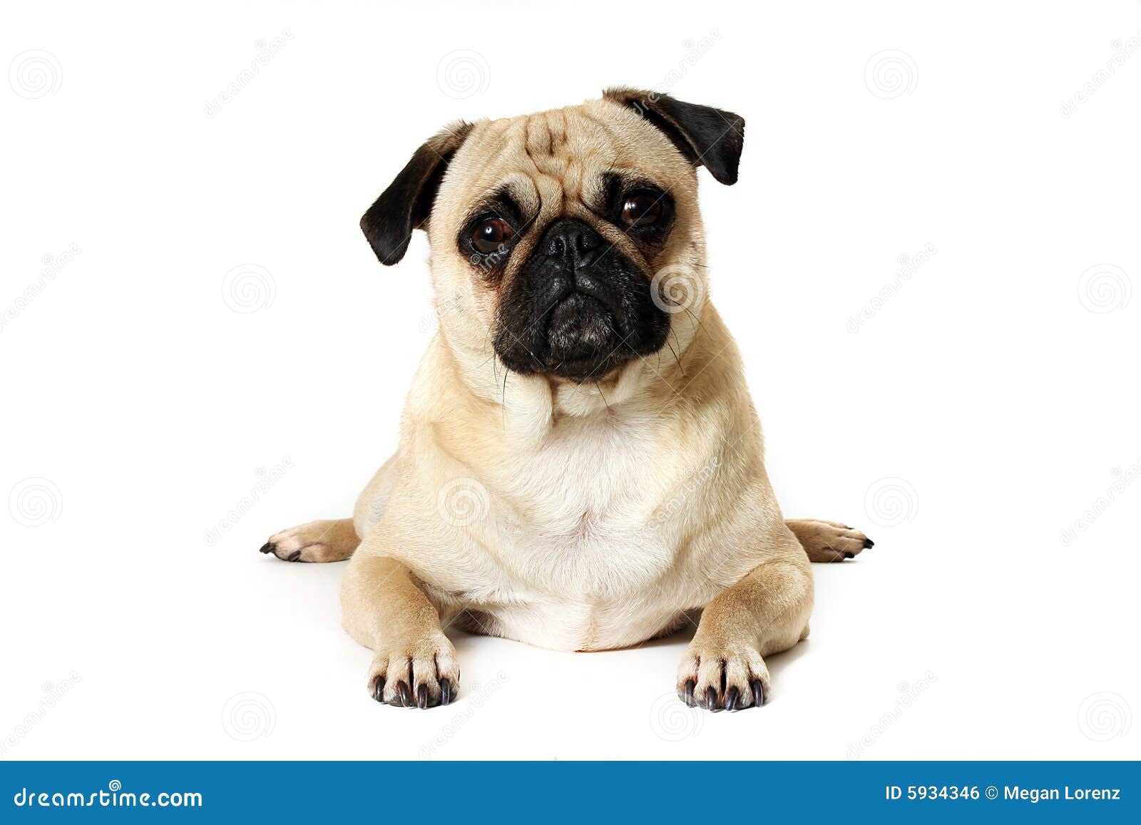 Frog Pose stock photo. Image of closeup, curious, animal - 5934346